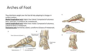 Ankle joint & bones of foot | PPTX