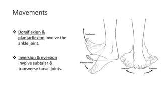 Ankle joint & bones of foot | PPTX