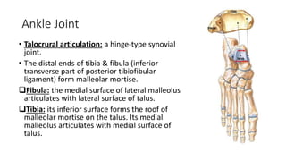 Ankle joint & bones of foot | PPTX