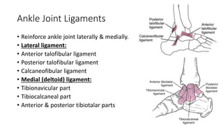 Ankle joint & bones of foot | PPTX