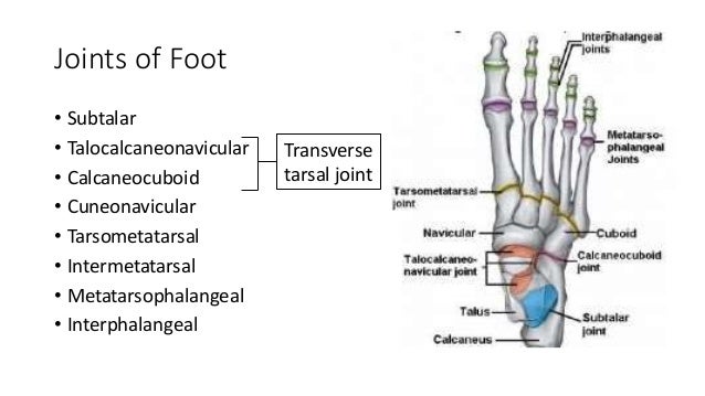 Ankle joint & bones of foot