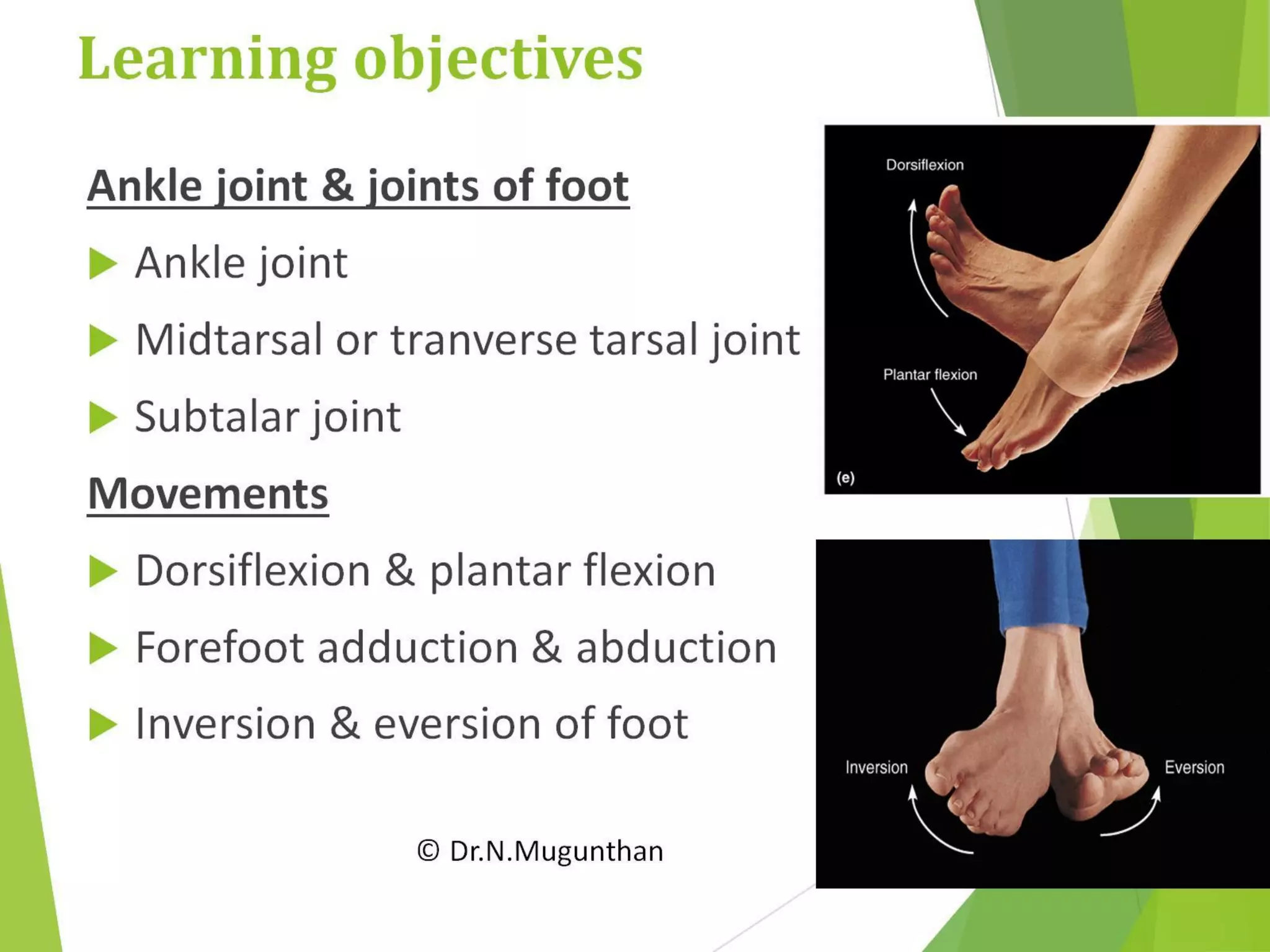 Ankle joint & joints of foot pdf lecture notes by Dr.N.Mugunthan | PDF