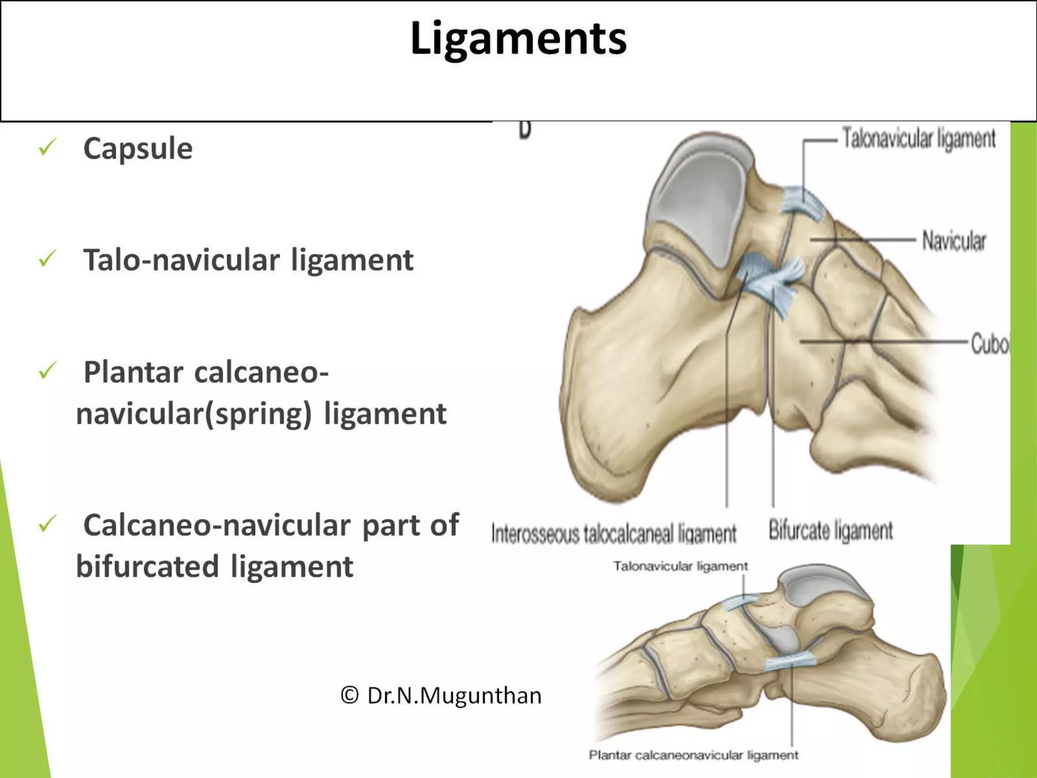 Ankle joint & joints of foot pdf lecture notes by Dr.N.Mugunthan | PDF