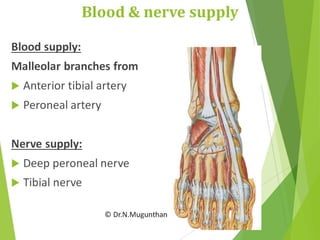 Ankle joint & joints of foot pdf lecture notes by Dr.N.Mugunthan | PDF