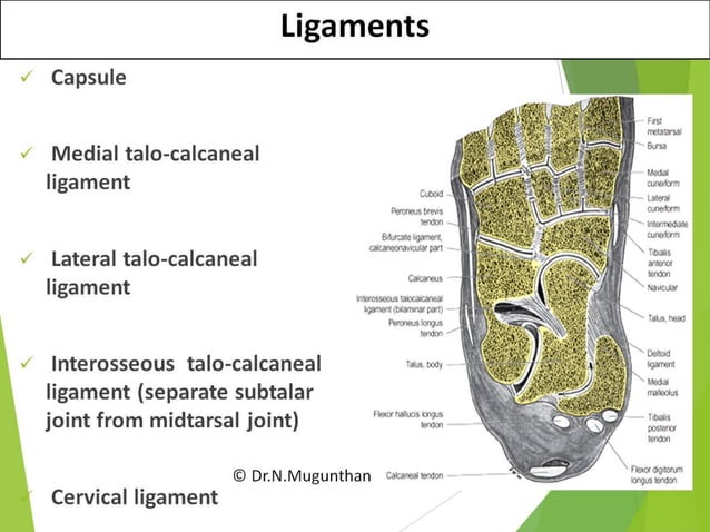 Ankle joint & joints of foot pdf lecture notes by Dr.N.Mugunthan | PPT