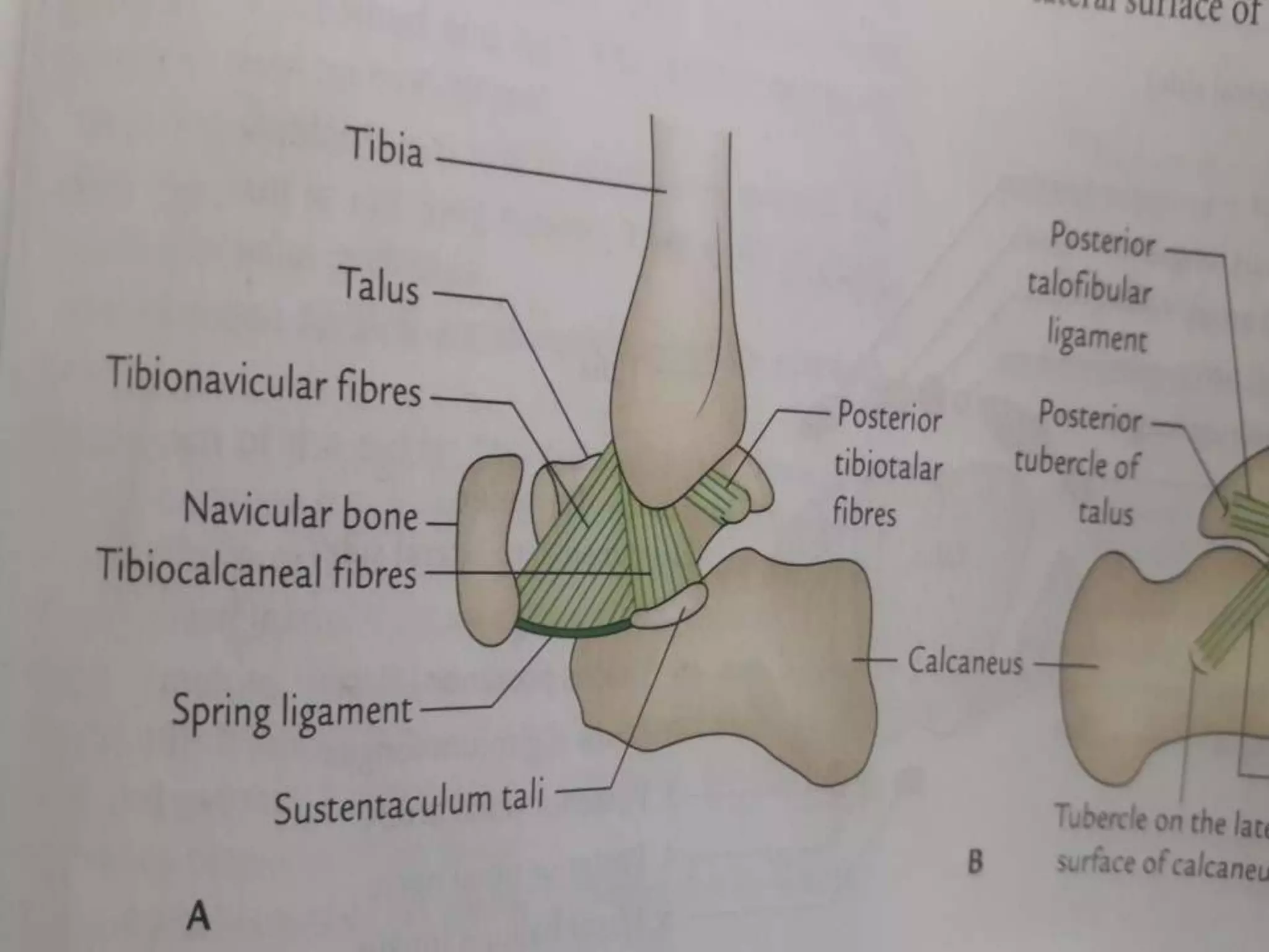 Ankle joint Anatomy | PPTX