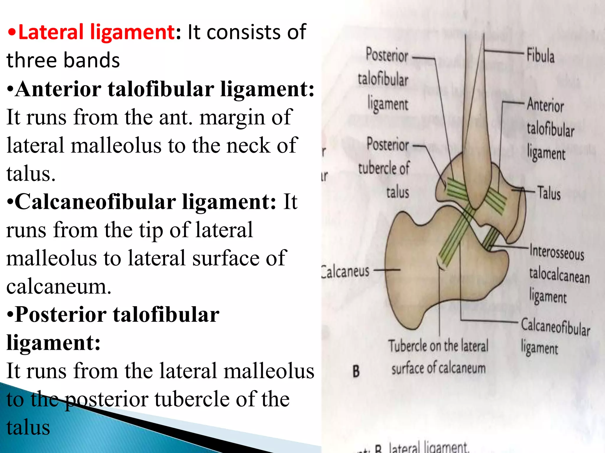 Ankle joint Anatomy | PPTX