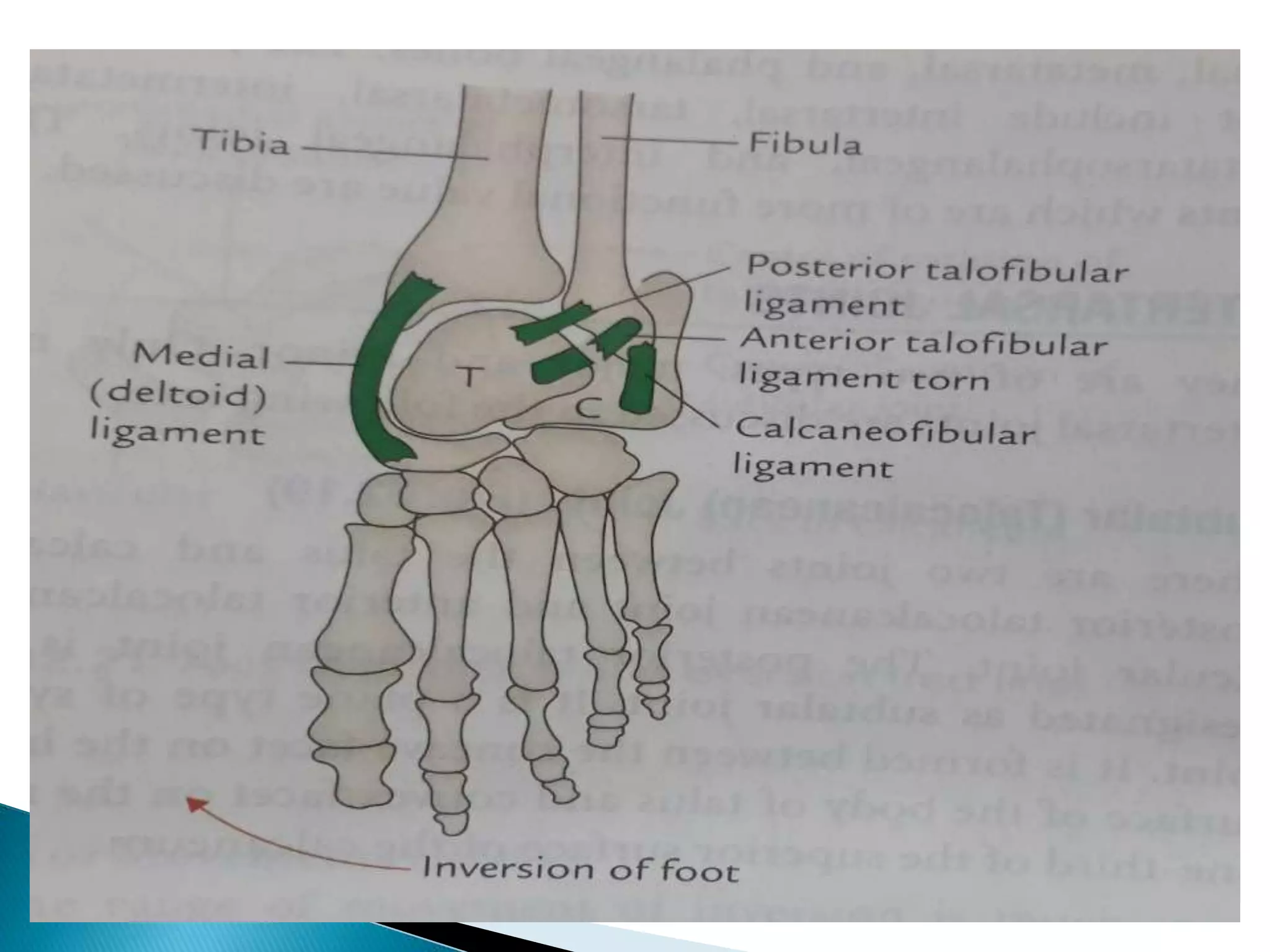 Ankle joint Anatomy | PPTX