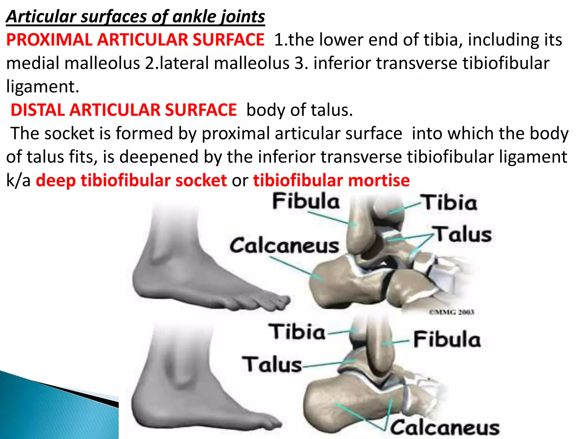 Ankle joint Anatomy | PPTX
