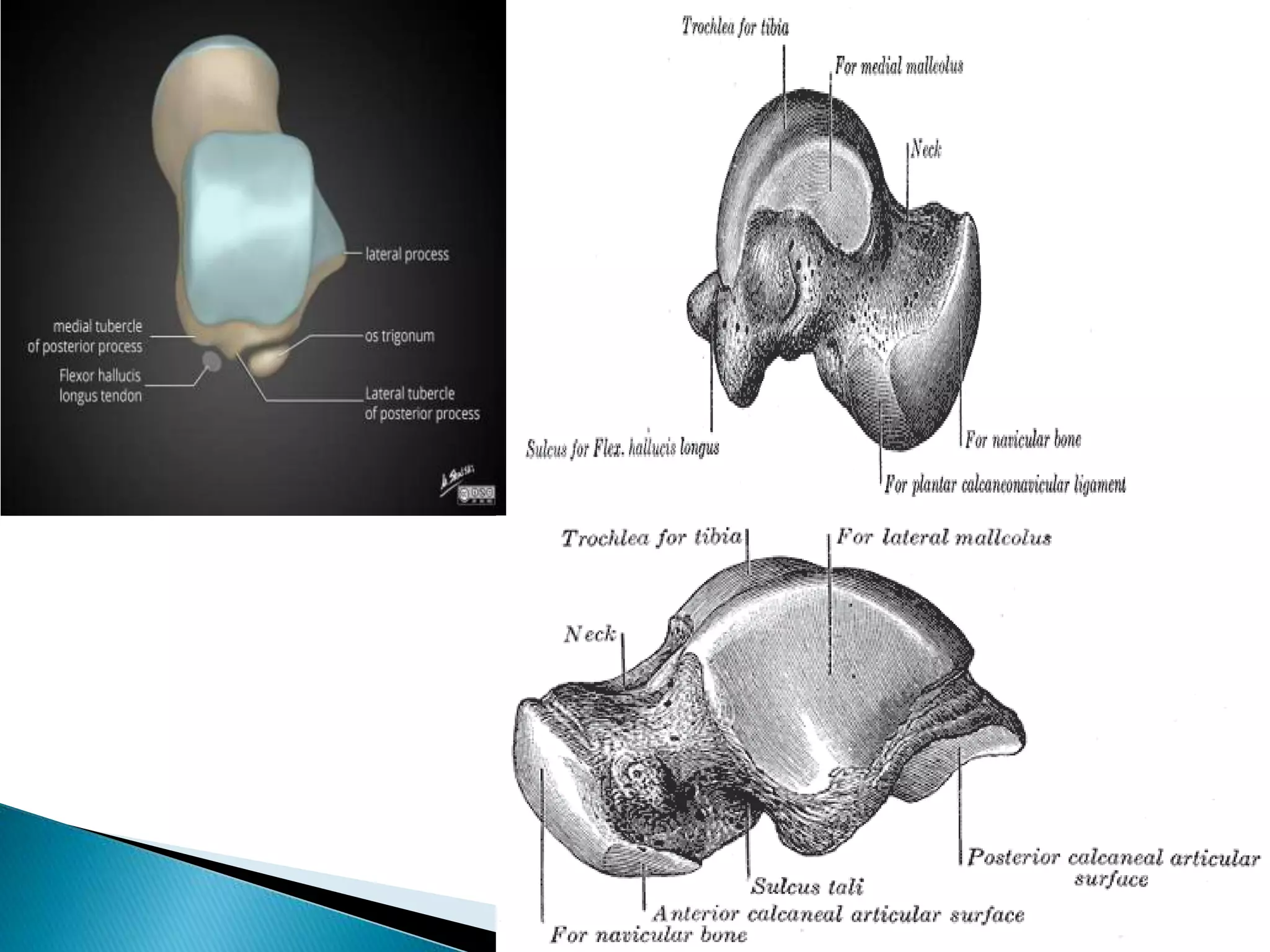 Ankle joint Anatomy | PPTX