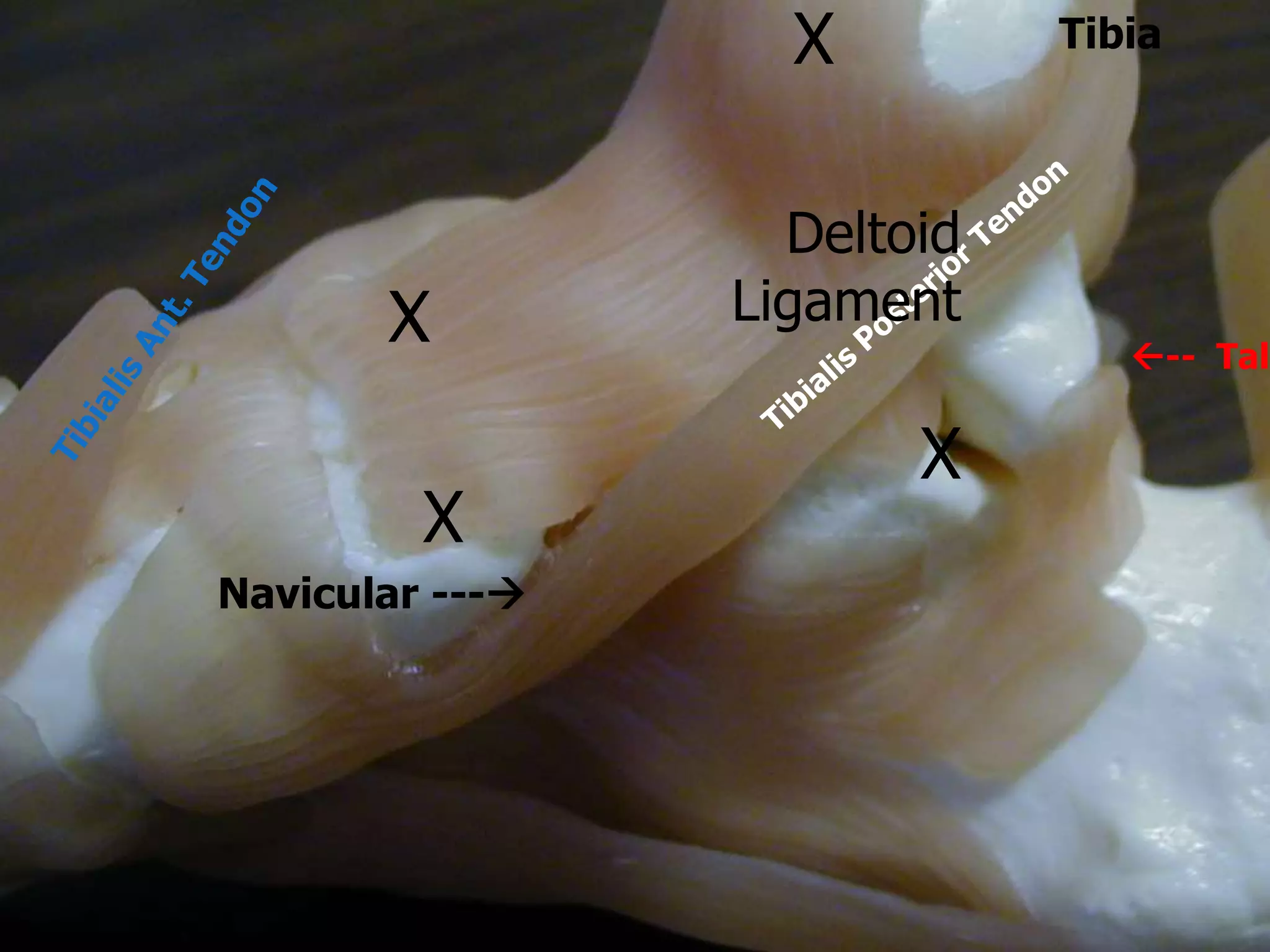 Ankle joint Anatomy | PPTX