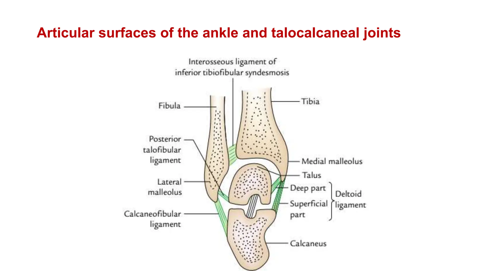 Ankle Joint (TALOCRURAL JOINT) Dr M Arshad.pptx