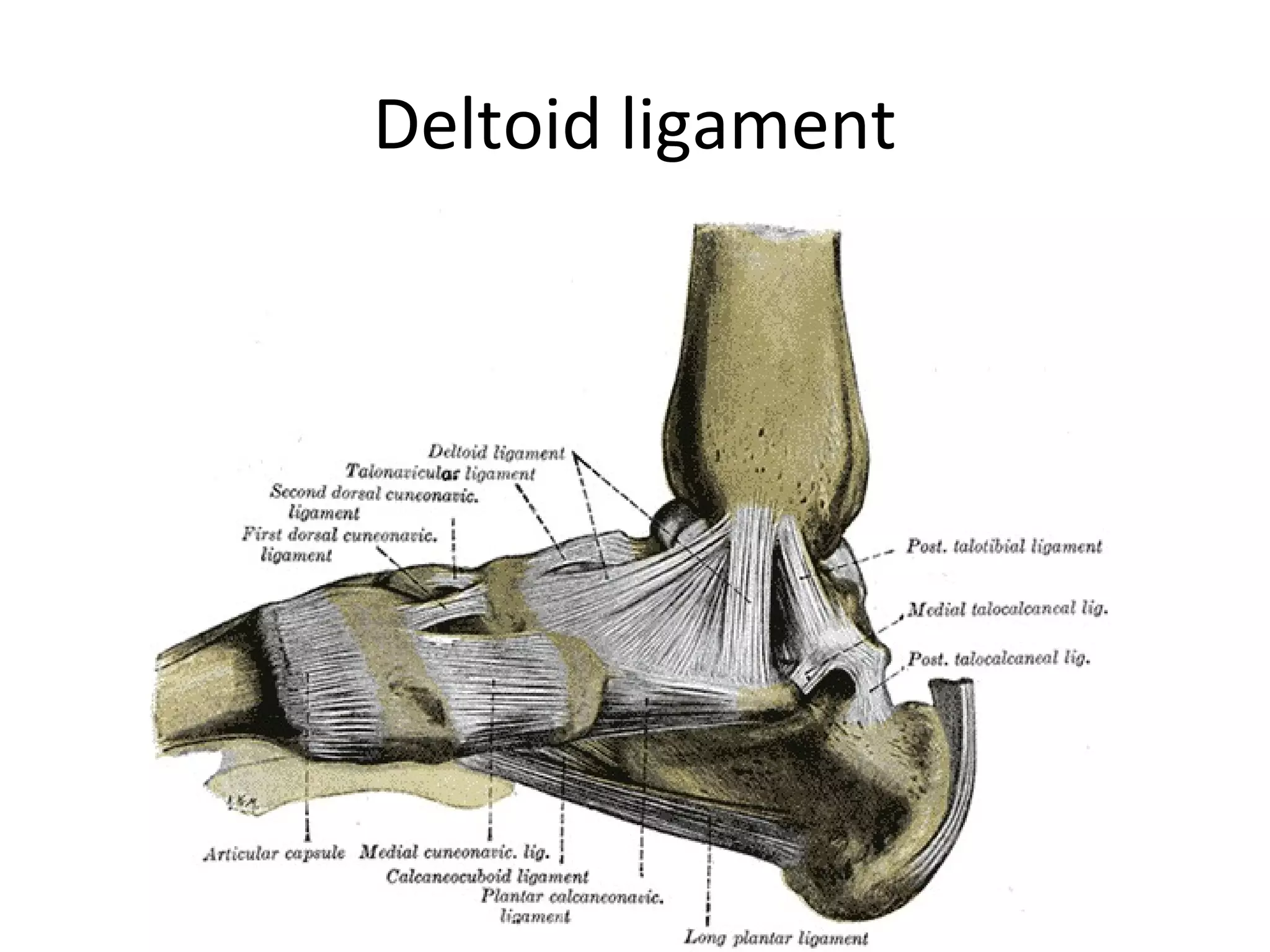 Ankle ligament injuries - Derek Park | PPT