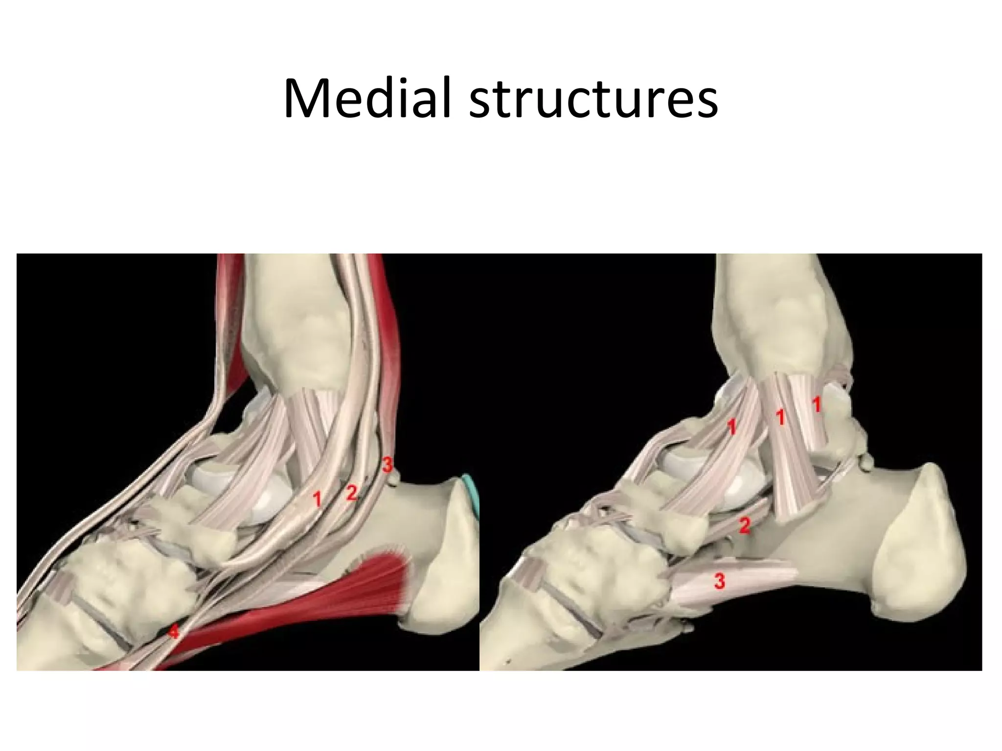 Ankle ligament injuries - Derek Park | PPT