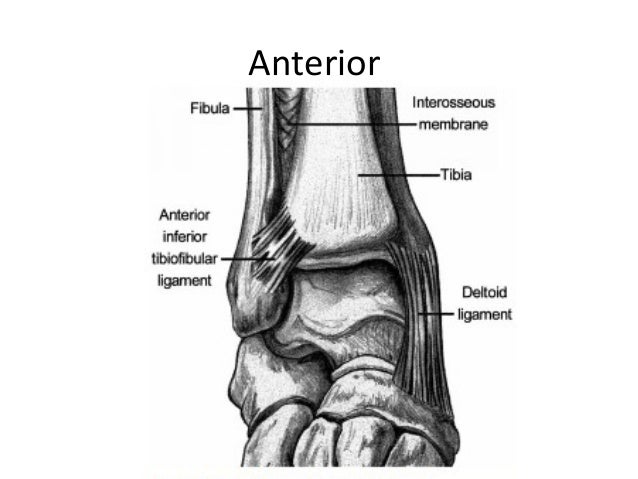 Anterior talofibular ligament - pnamidnight
