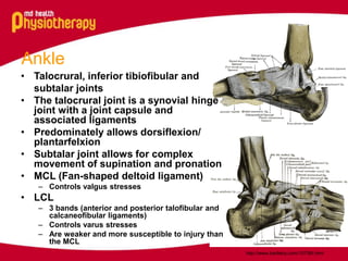 Ankle pain workshop | PPT