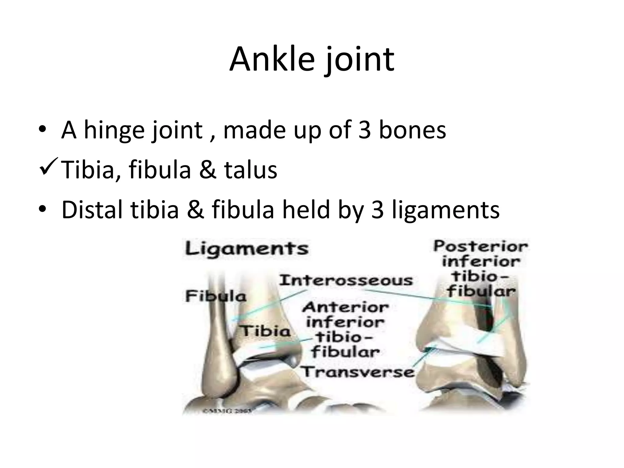 Ankle radiological anatomy | PPTX