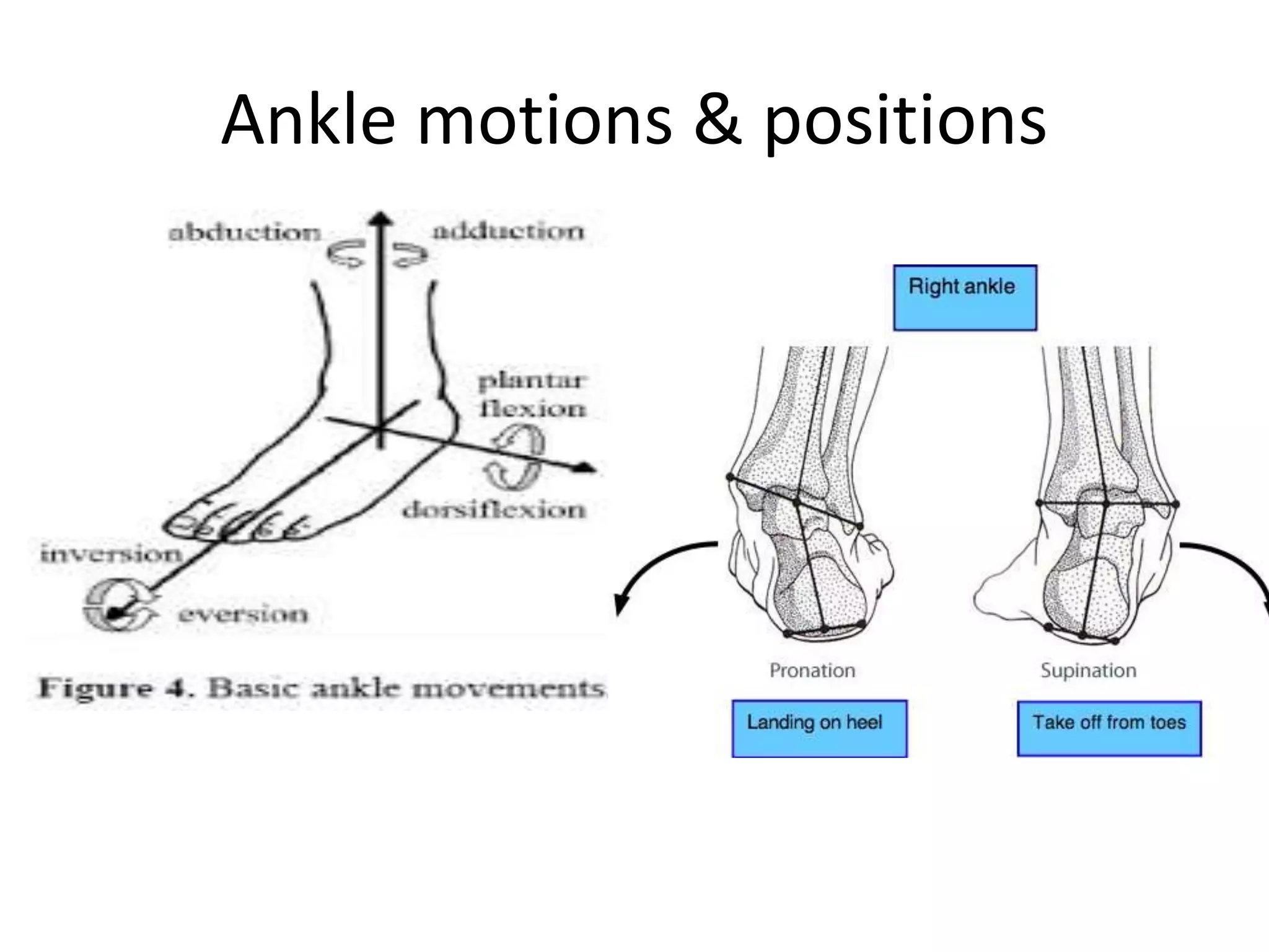 Ankle radiological anatomy | PPTX