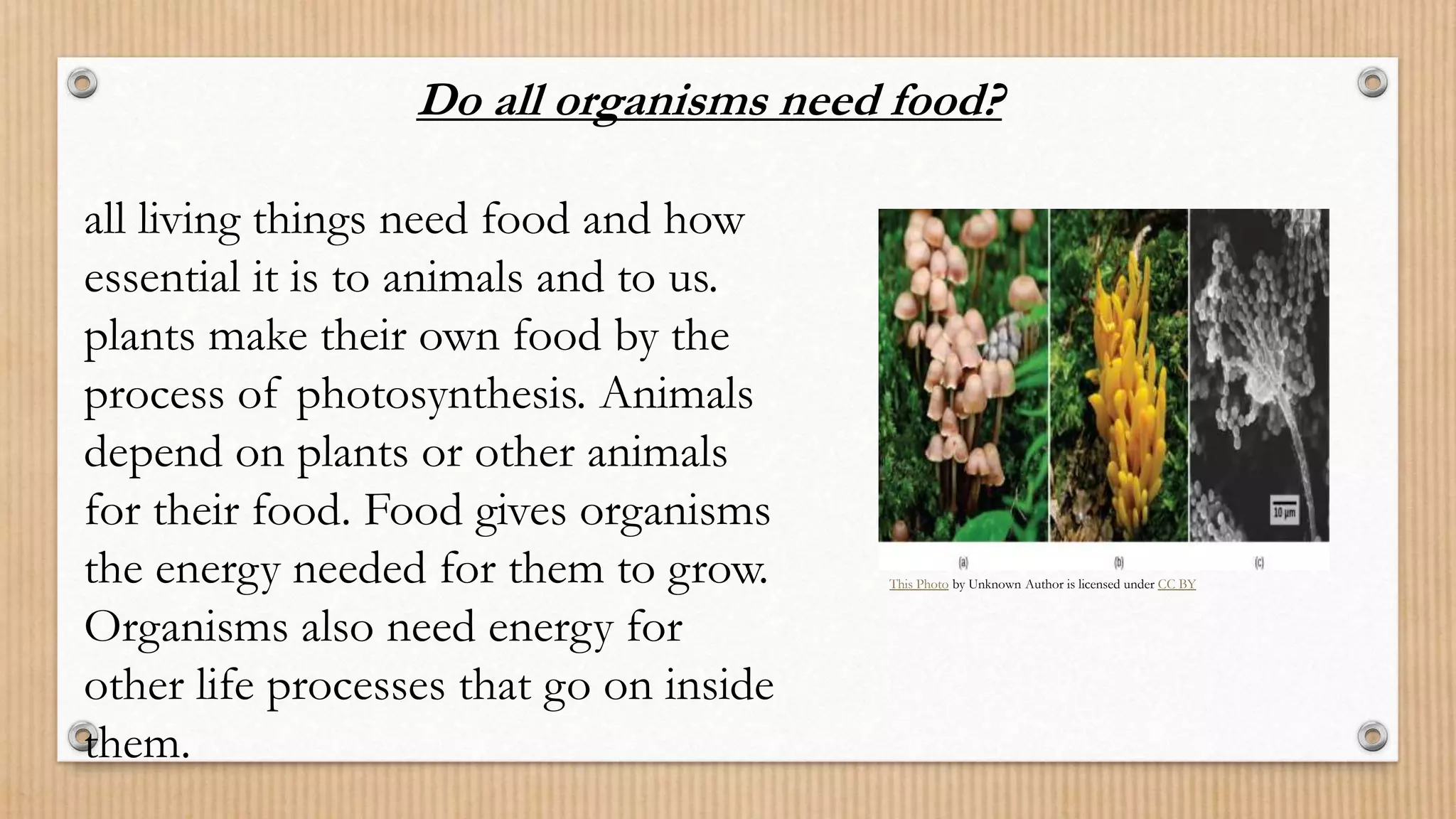 the living organism class 6 ppt | PPTX