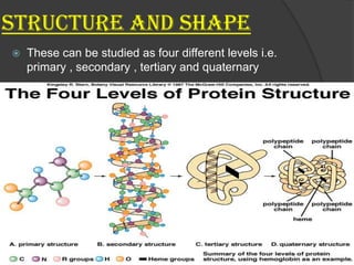 Proteins Structure | PPT