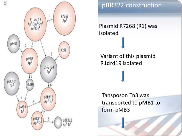 Derivatives of pBR322