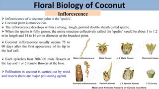 Coconut Breeding | PPTX