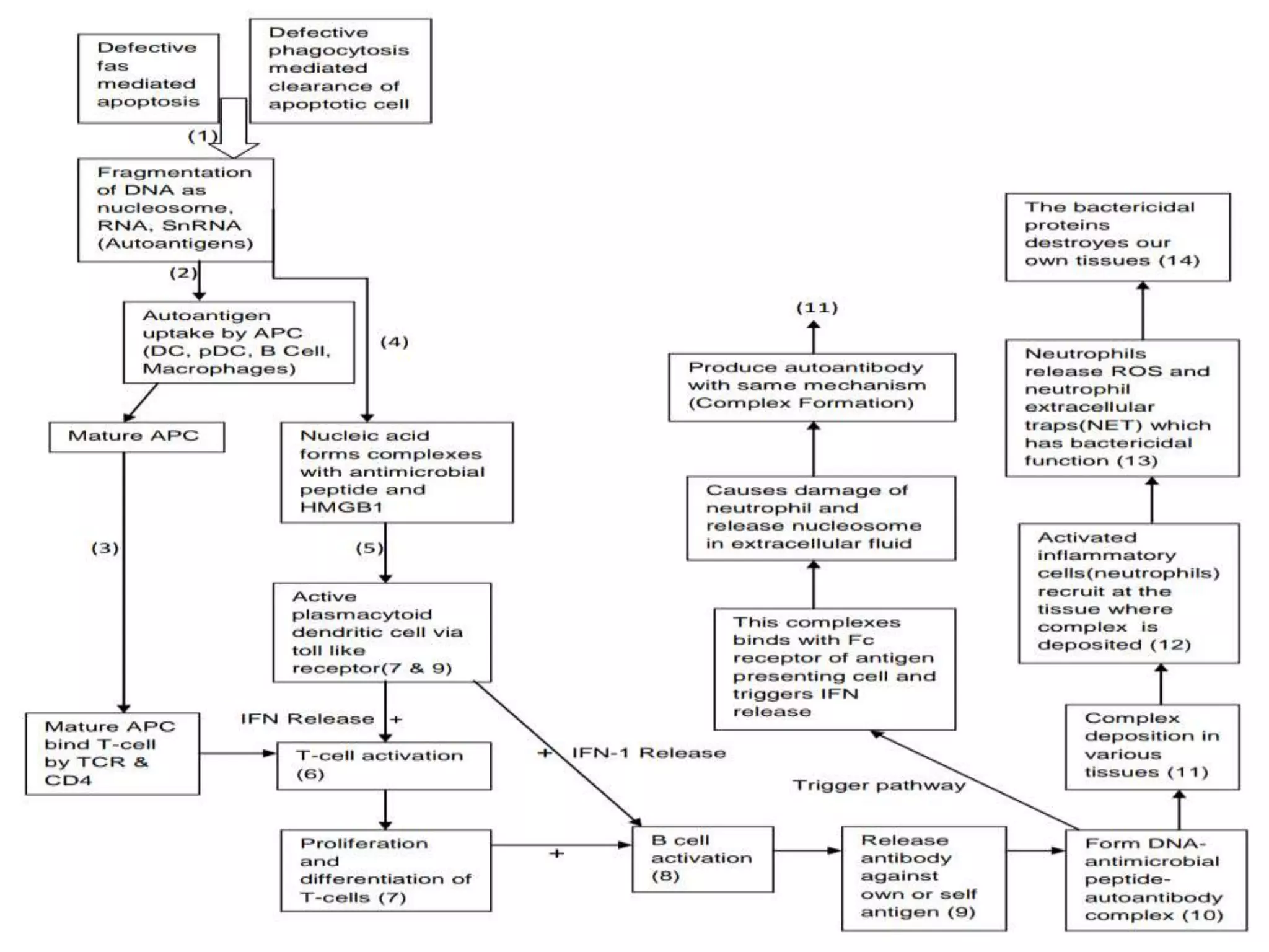 SYSTEMIC LUPUS ERYTHEMATOSUS (SLE) | PPTX