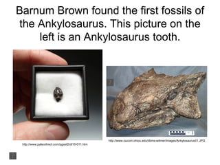 Ankylosaurus | PPT | Reptiles | Pets