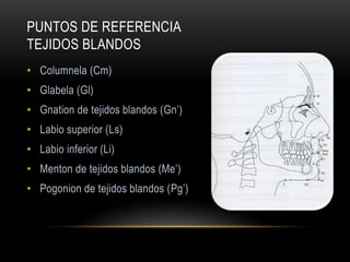 Análisis cefalométrico de legan y burston | PPTX
