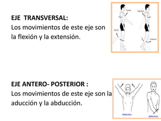 Análisis de las principales articulaciones y su relación [autosaved] | PPTX