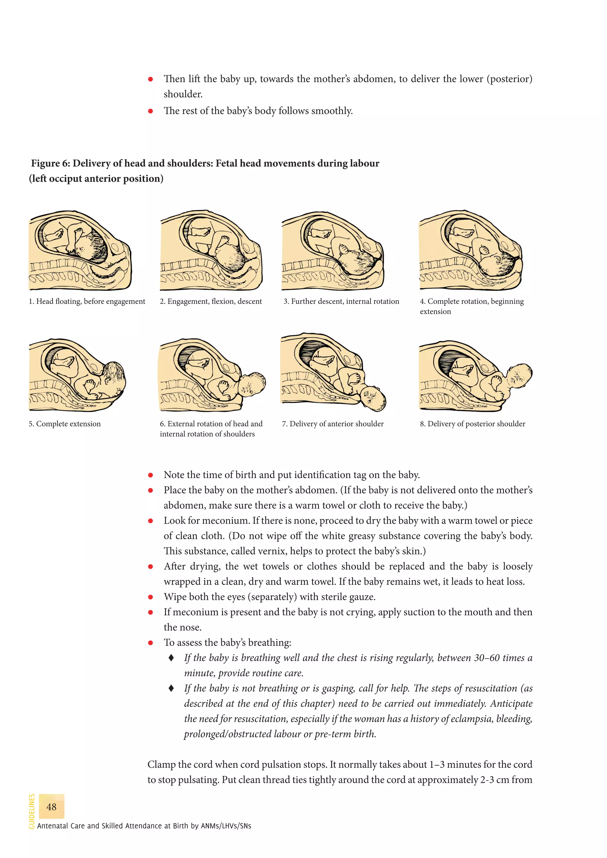 Guidelines for antenatal care and skilled attendance at birth by ANMs ...