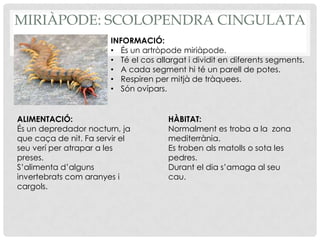 An miriàpode scolopendra cingulata | PPTX