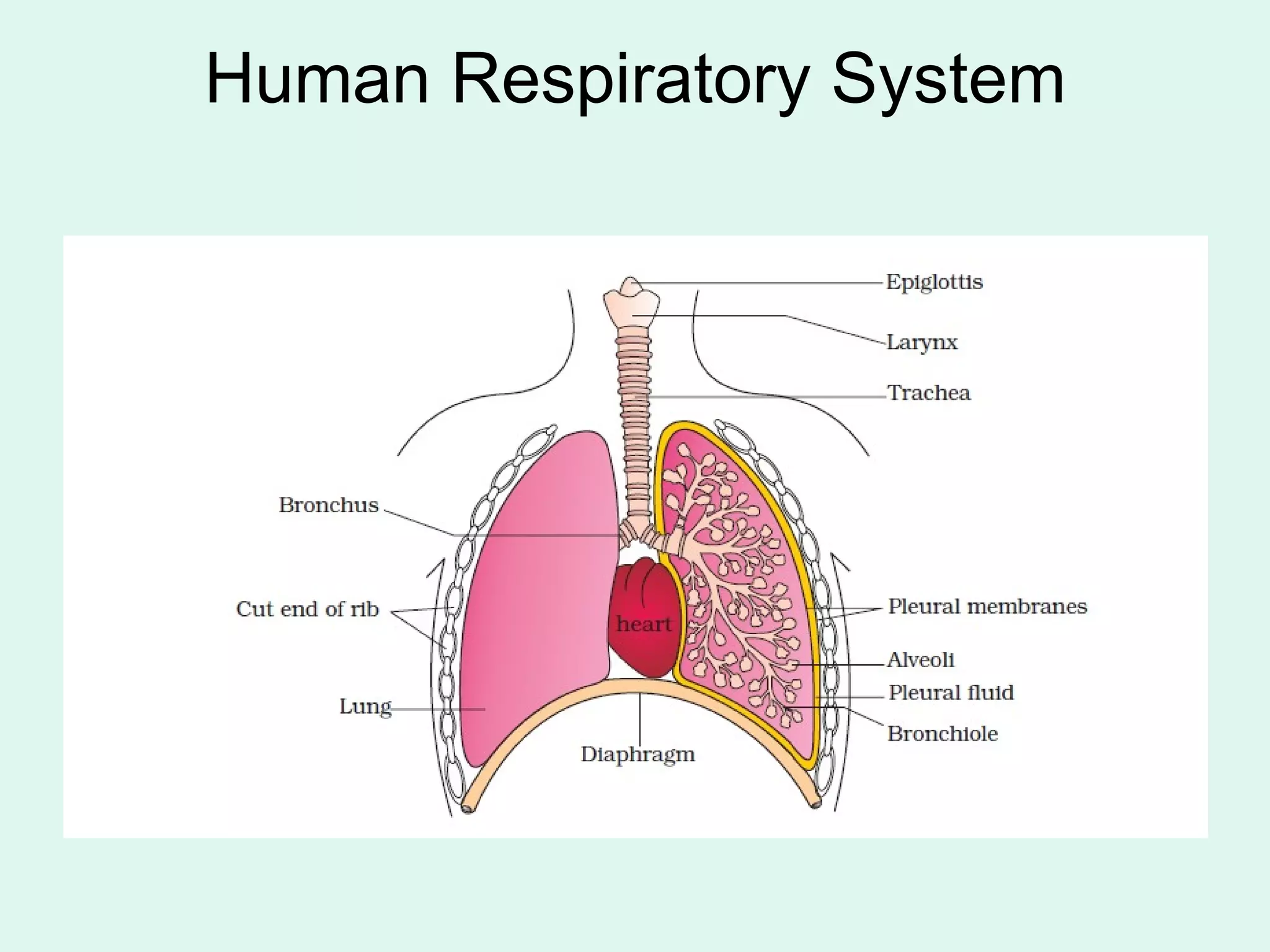 Human Respiration | PPT