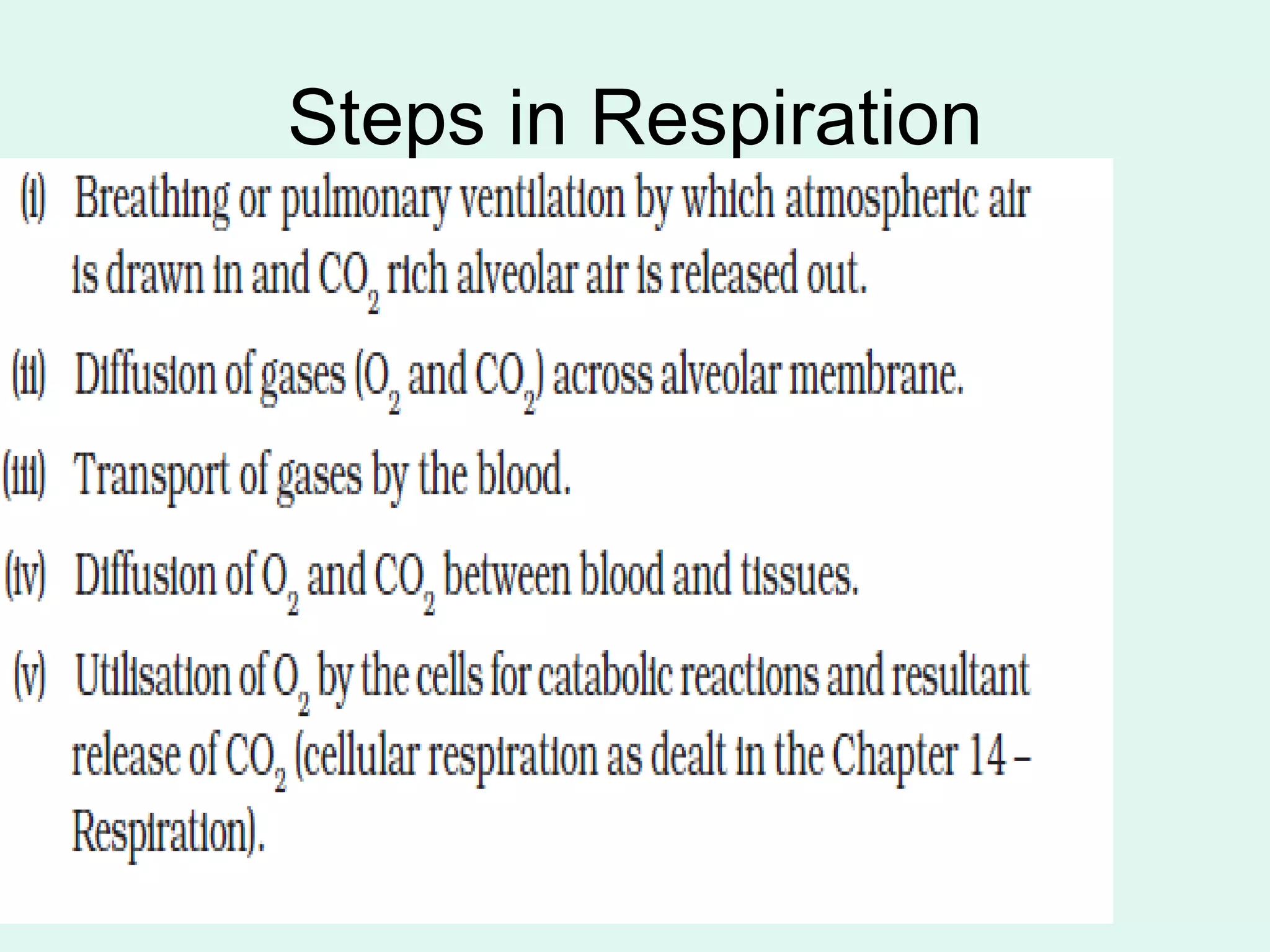Human Respiration | PPT