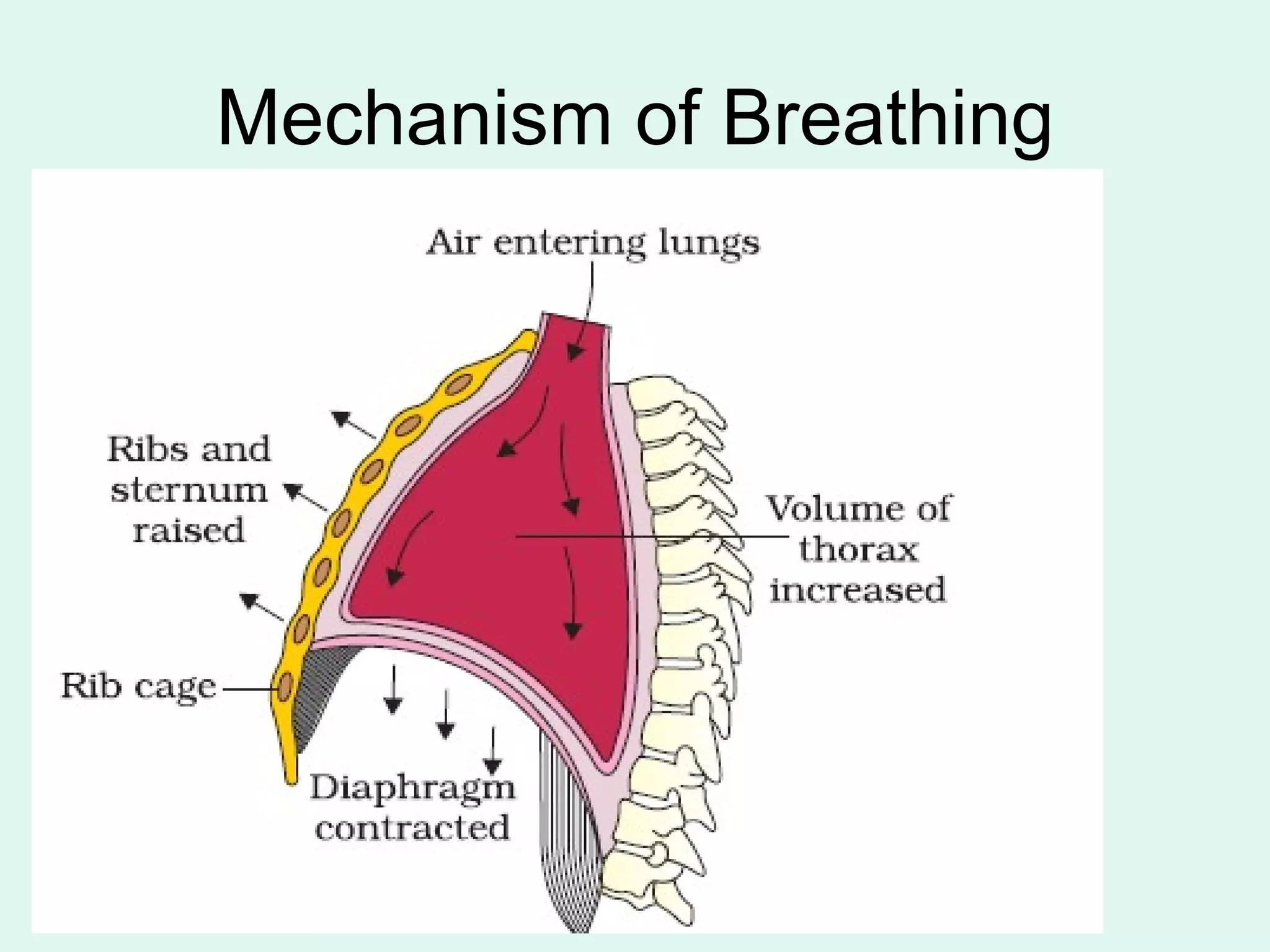 Human Respiration | PPT