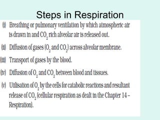 Human Respiration | PPT