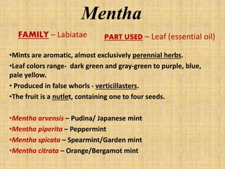 Aromatic Plants -origin, botany, utilization | PPTX