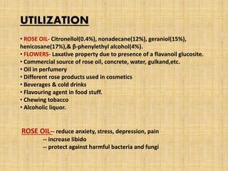 Aromatic Plants -origin, botany, utilization | PPTX | Perfume and ...