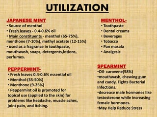 Aromatic Plants -origin, botany, utilization | PPTX | Perfume and Fragrance | Beauty