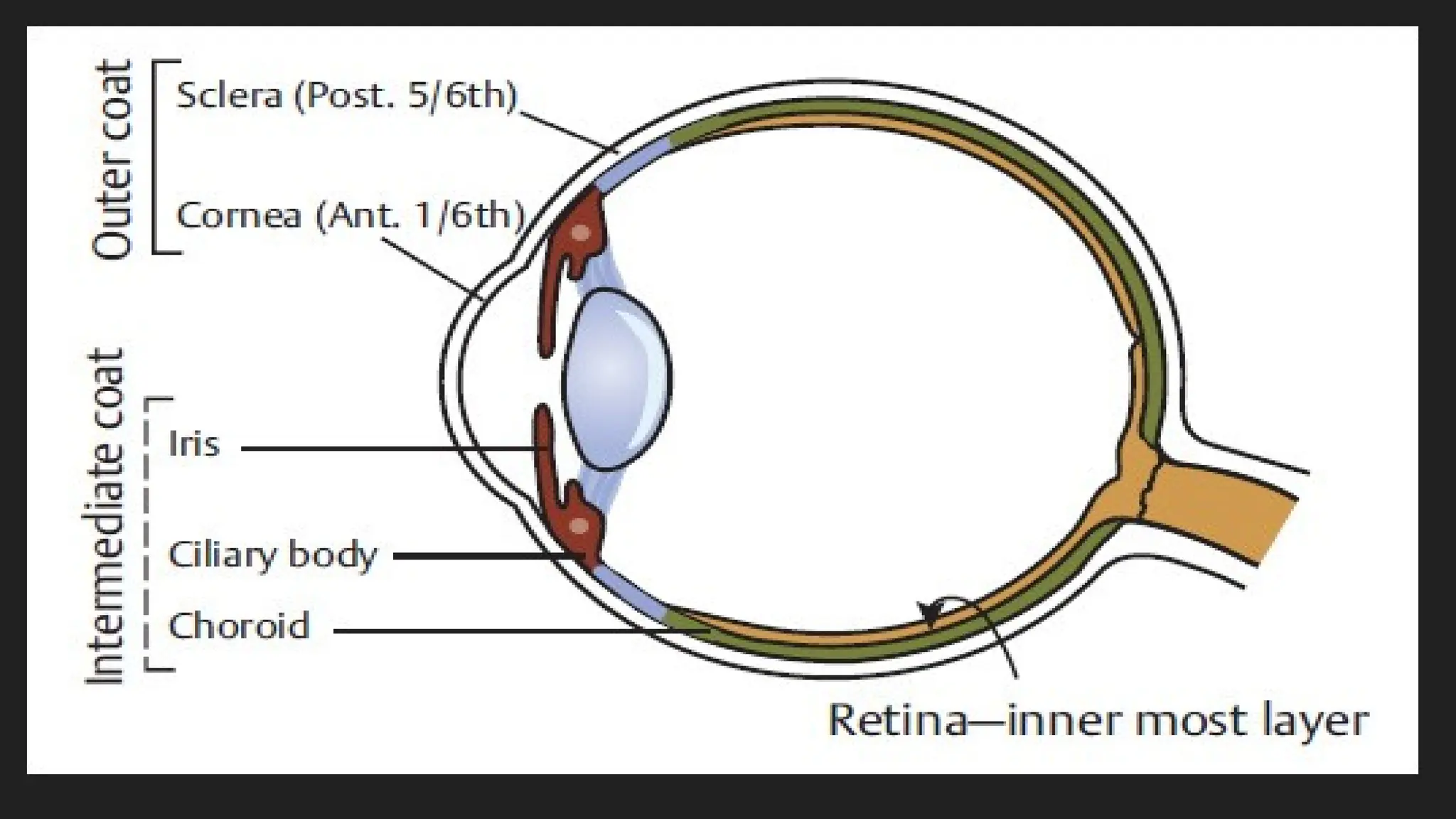 Eyeball presentation ocular anatomy.pptx