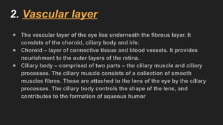 Eyeball presentation ocular anatomy.pptx