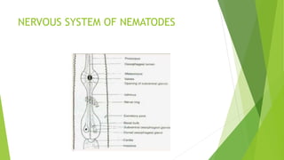 ANM Presentation.pptxxxxxxxxxxxxxxxxxxxf | PPT