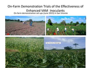 Harnessing Vesicular Arbuscular Mycorrhizal (VAM) | PPTX