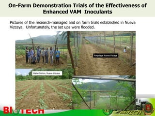 Harnessing Vesicular Arbuscular Mycorrhizal (VAM) | PPTX