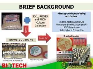 Harnessing Vesicular Arbuscular Mycorrhizal (VAM) | PPTX
