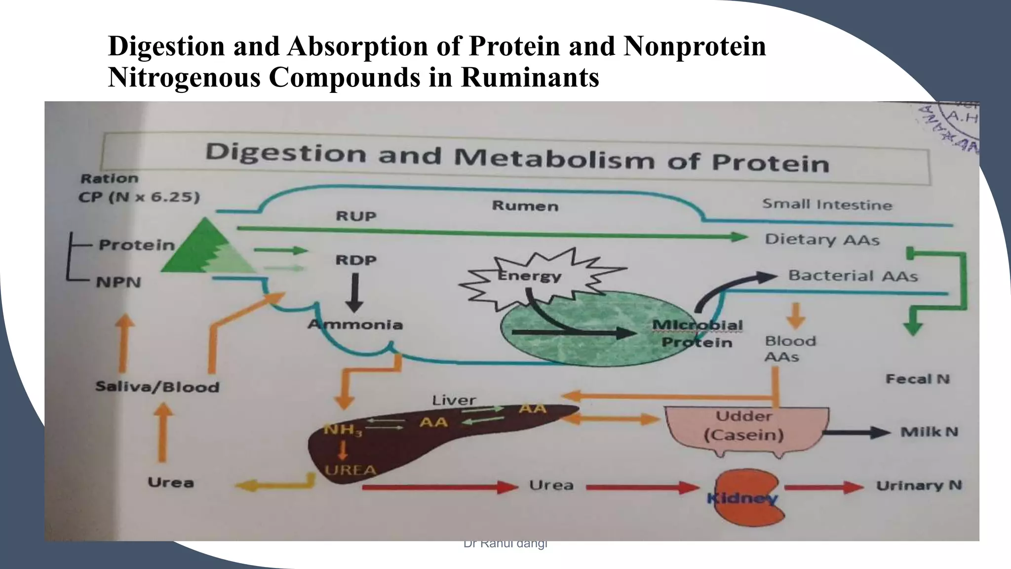 ANN 601 Dynamics Of Microbial Protein Synthesis In The Rumen.pptx | PPTX