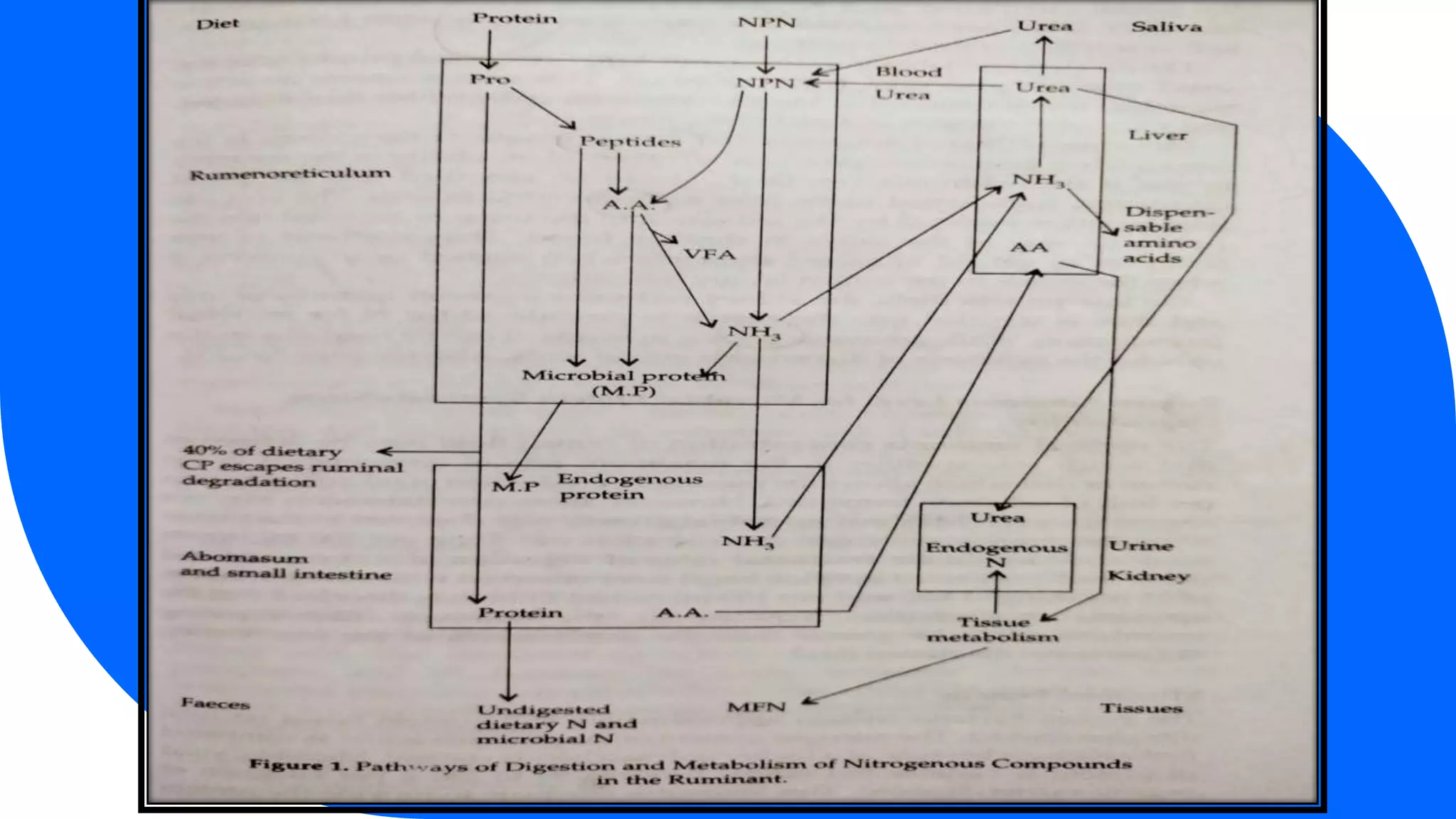 ANN 601 Dynamics Of Microbial Protein Synthesis In The Rumen.pptx | PPTX