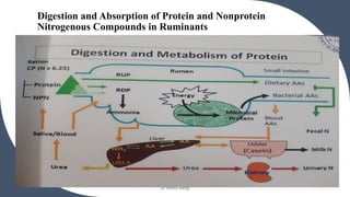 ANN 601 Dynamics Of Microbial Protein Synthesis In The Rumen.pptx | PPTX