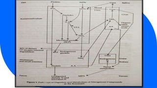 ANN 601 Dynamics Of Microbial Protein Synthesis In The Rumen.pptx | PPTX
