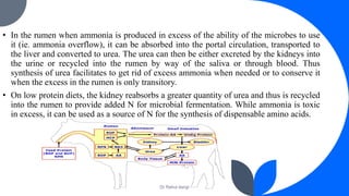 ANN 601 Dynamics Of Microbial Protein Synthesis In The Rumen.pptx | PPTX